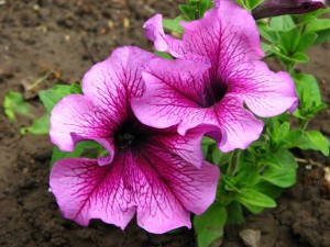 Najlepše prolećno cveće za baštu | Saznaj Lako